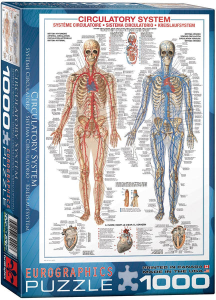 Buy Circulatory system Puzzle | Jigsaw Jungle