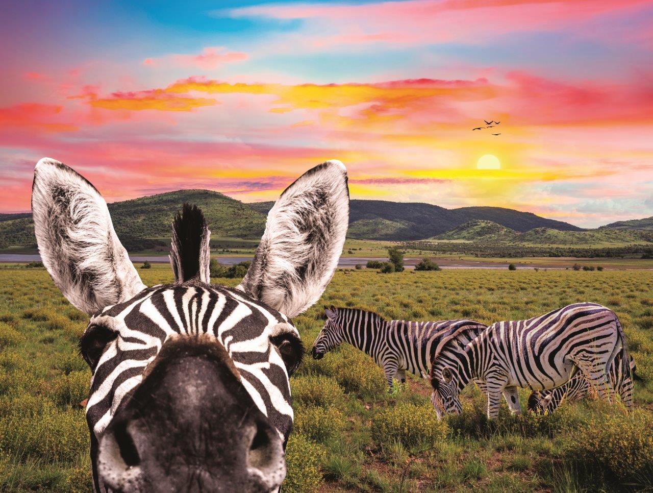 Buy Family time - zebra (200pcs) Puzzle | Jigsaw Jungle