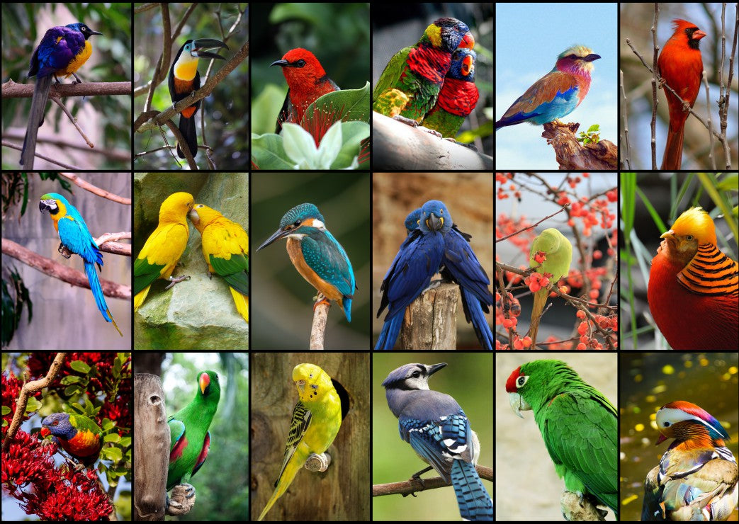 Buy Collage - world's most beautiful birds (1500pcs) Puzzle | Jigsaw Jungle