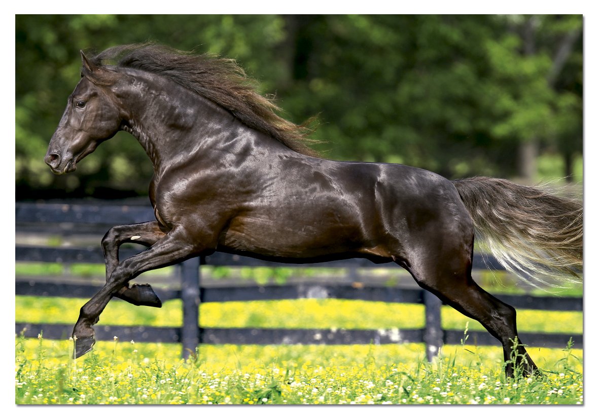 Buy Galloping Puzzle | Jigsaw Jungle
