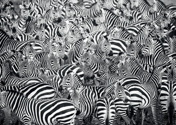 Buy Ravensburger zebra challenge Puzzle | Jigsaw Jungle